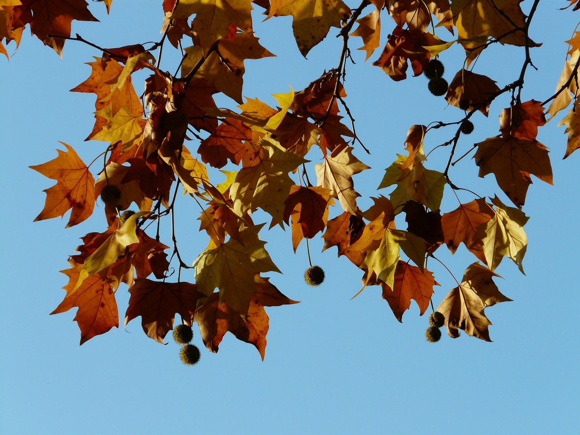 Top Places to Spot the Life Saving London Plane Tree